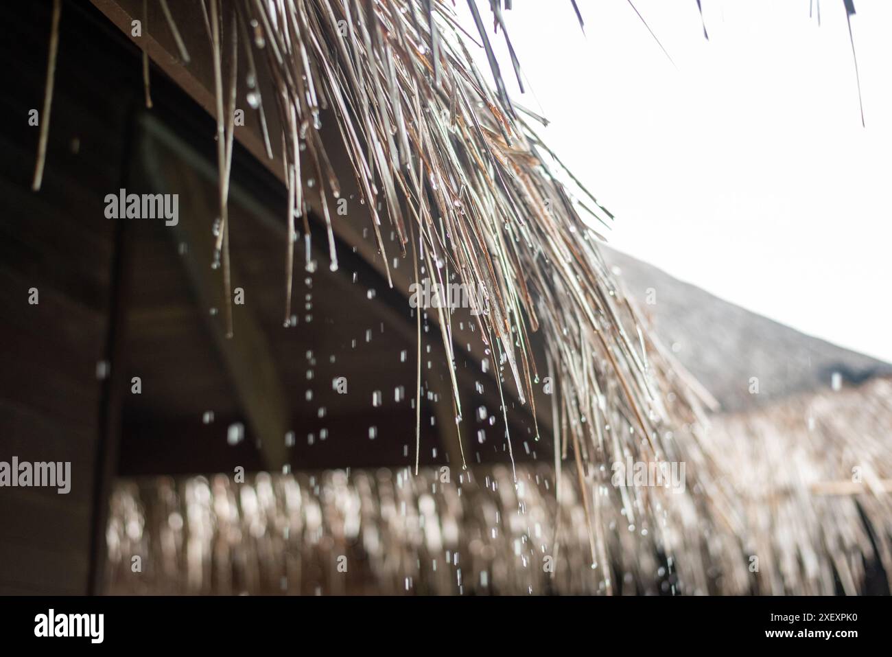 Rain water droplets on a thatched roof at the Sheraton Maldives Full ...