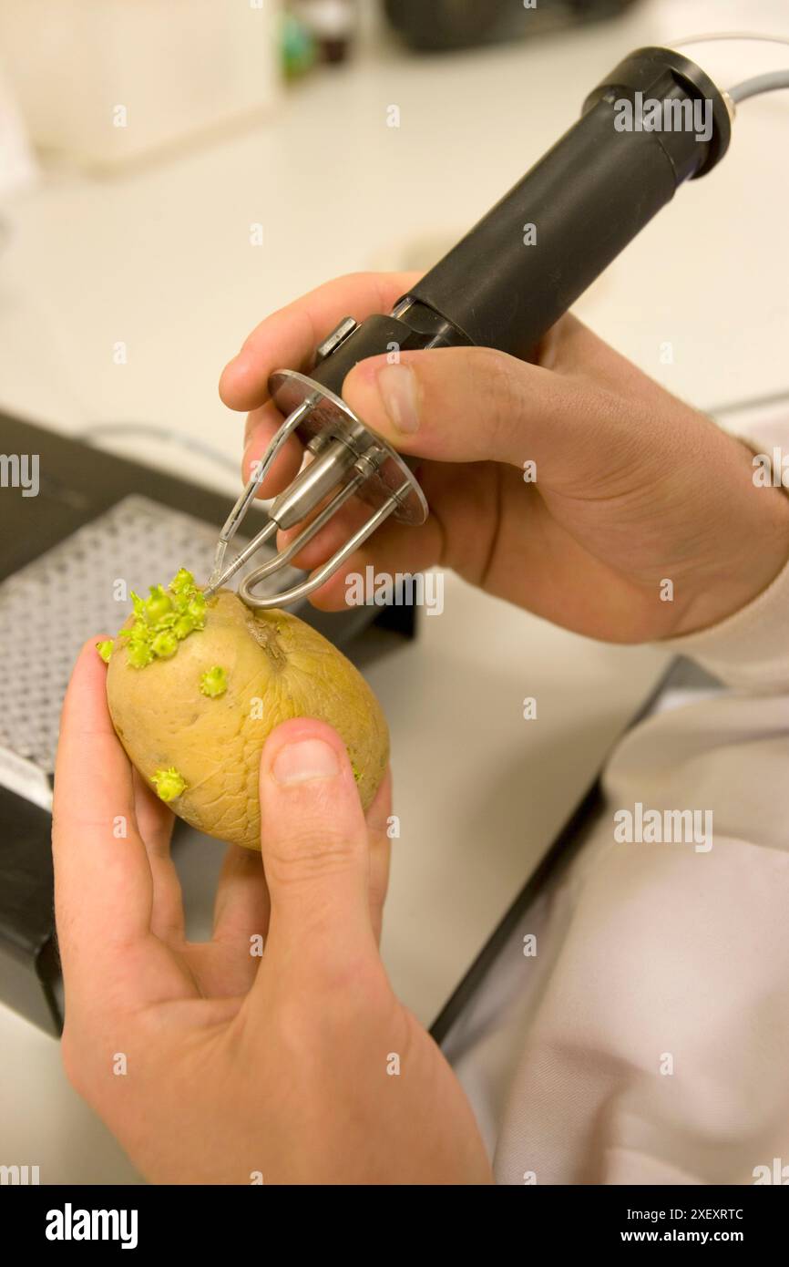 Extraction of samples and bacteria detection in potatoes, Plant health ...