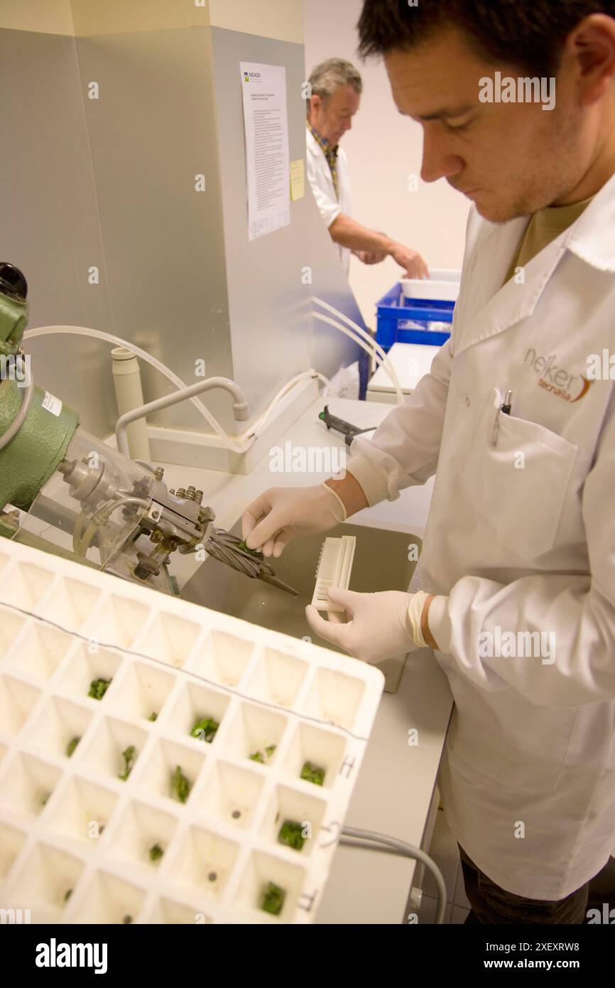 Sap extraction for analysis and virus detection. Neiker Tecnalia ...