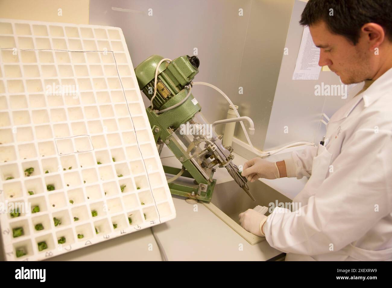 Sap extraction for analysis and virus detection. Neiker Tecnalia ...