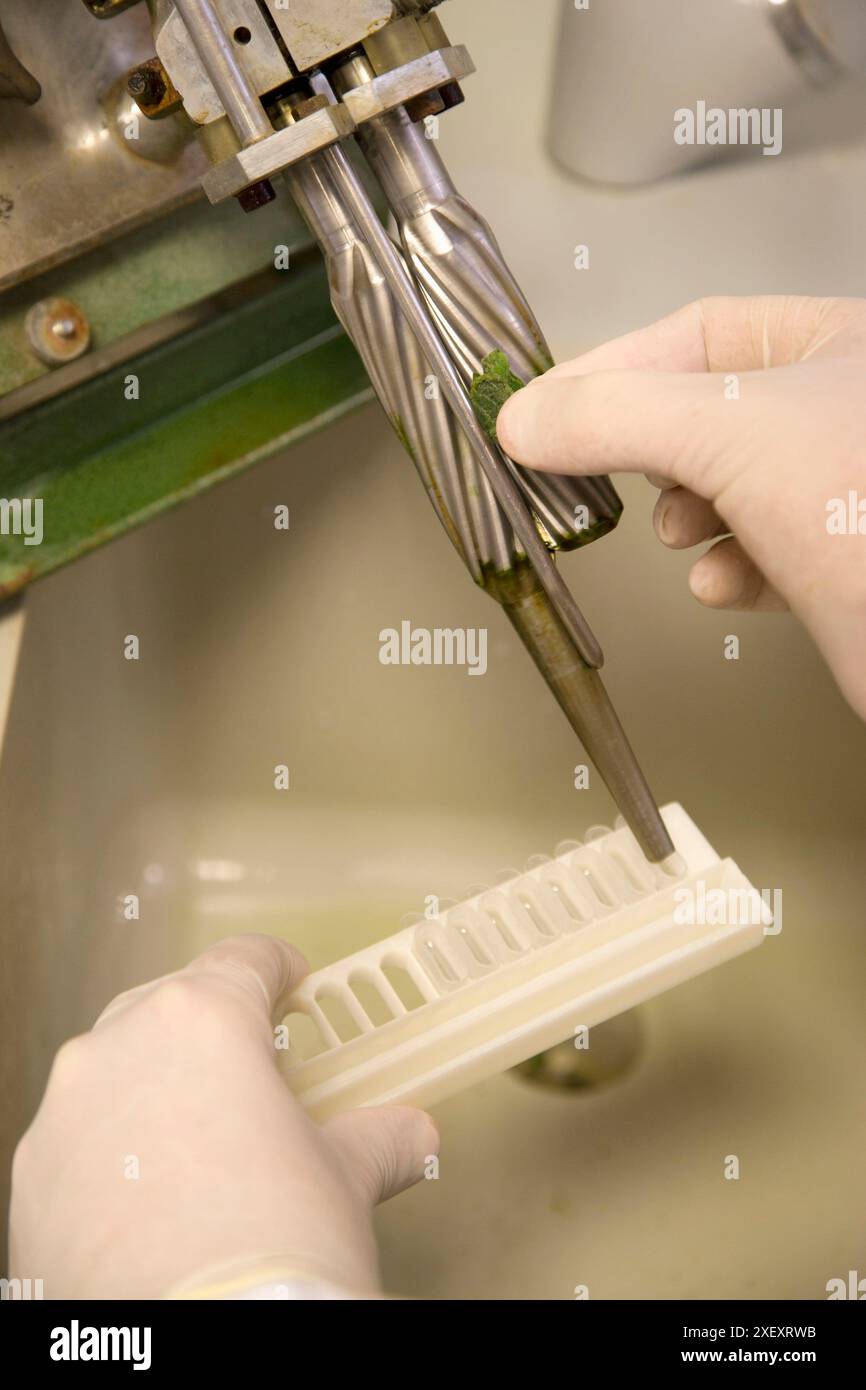 Sap extraction for analysis and virus detection. Neiker Tecnalia ...