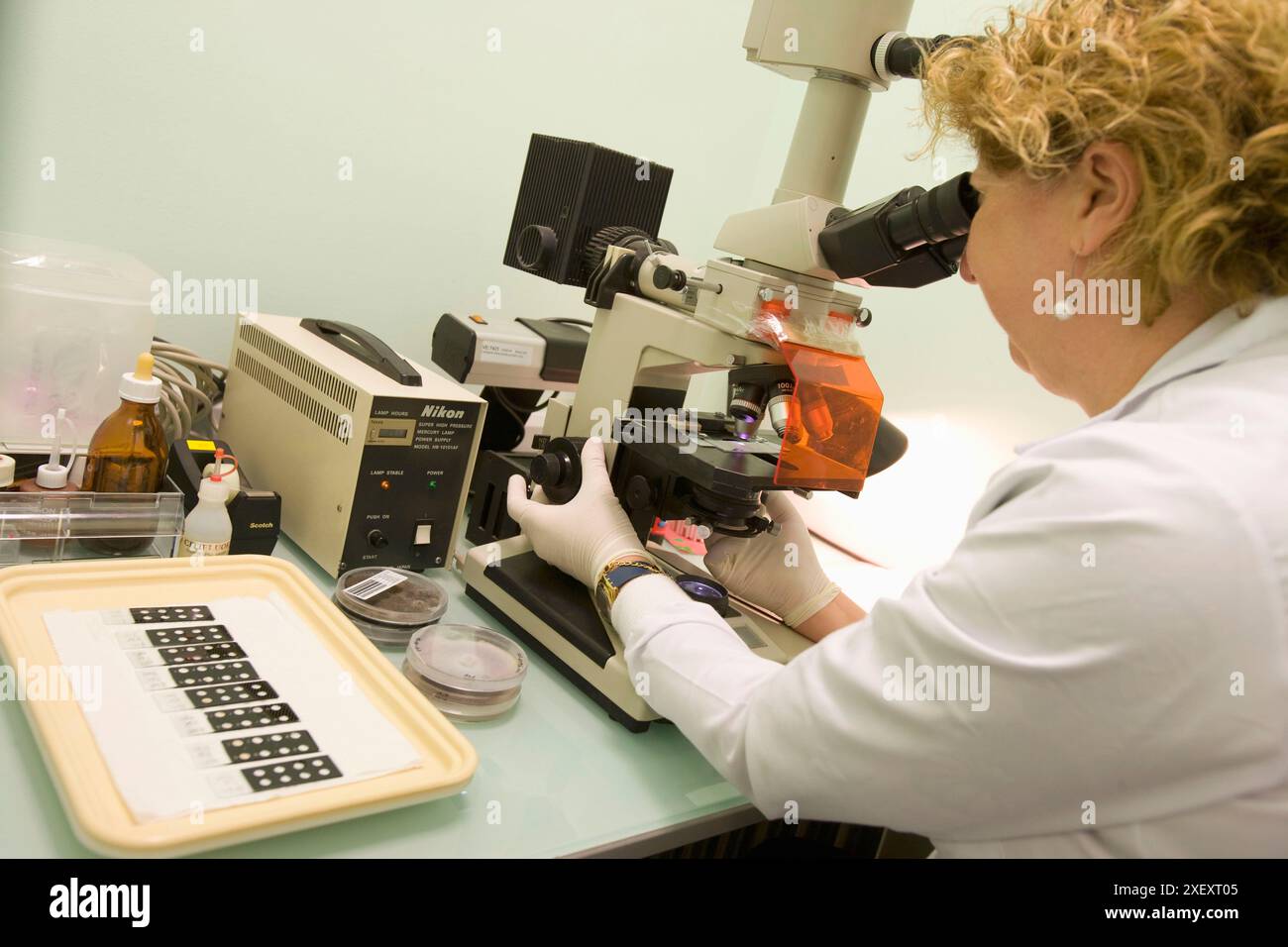 Microscope observation. Plant health laboratory, Neiker Tecnalia ...