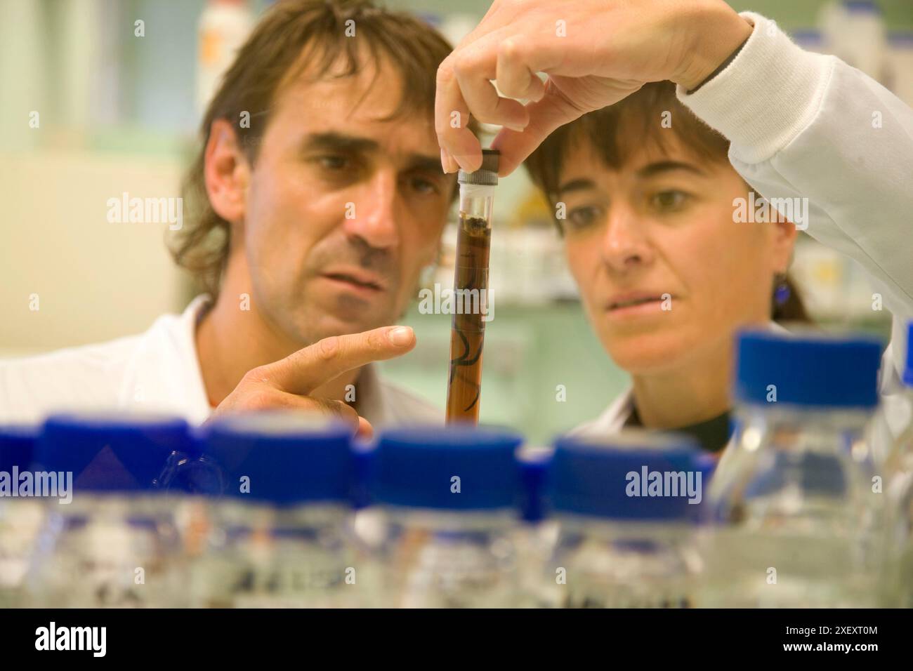 Observation of Armillaria fungi (root pathogen fungi) sample in Petri ...