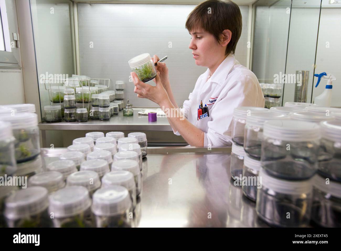 In vitro culture. Biotechnology Laboratory, Neiker Tecnalia, Instituto ...