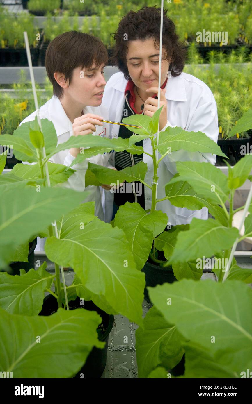 Tobacco biofactory plants, biosafety greenhouse, P2, Neiker Tecnalia ...