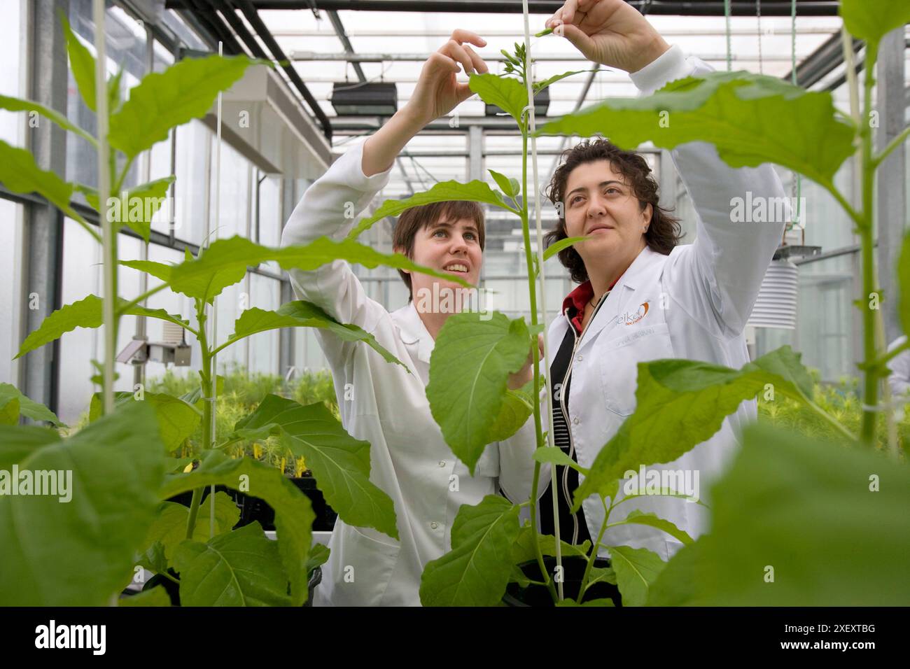 Tobacco biofactory plants, biosafety greenhouse, P2, Neiker Tecnalia ...