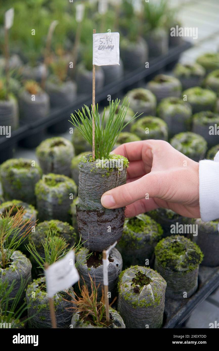 Pinus radiata, disease resistance test. Biosafety greenhouse, P2 ...