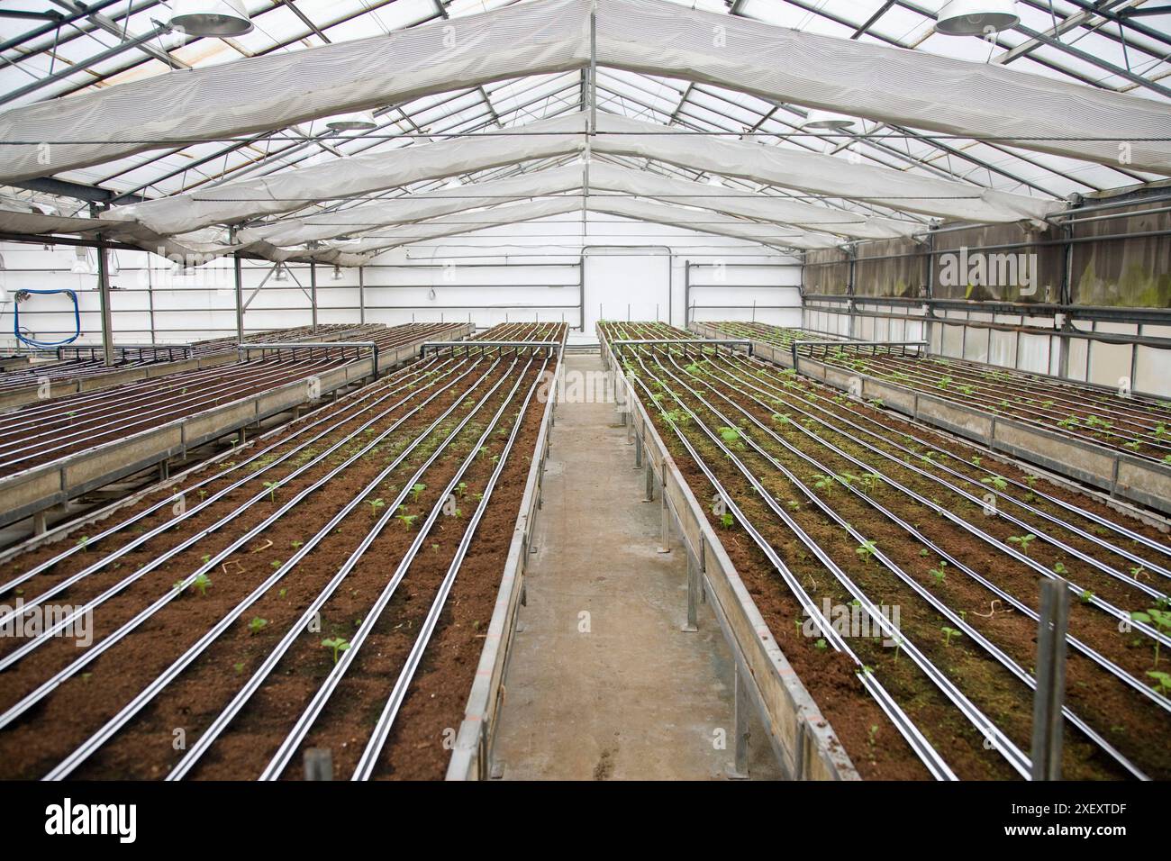 Pre basic seed hi-res stock photography and images - Alamy