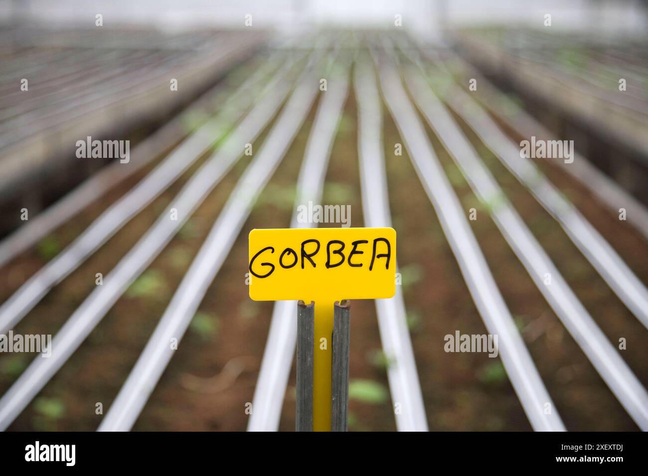 Pre basic seeds hi-res stock photography and images - Alamy