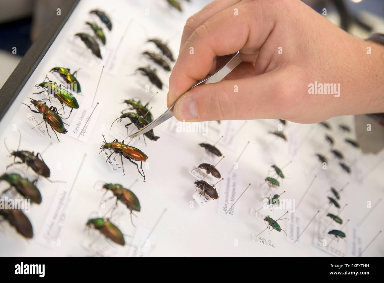 Identification of forest beetles (Coleoptera Carabidae), Entomology box ...