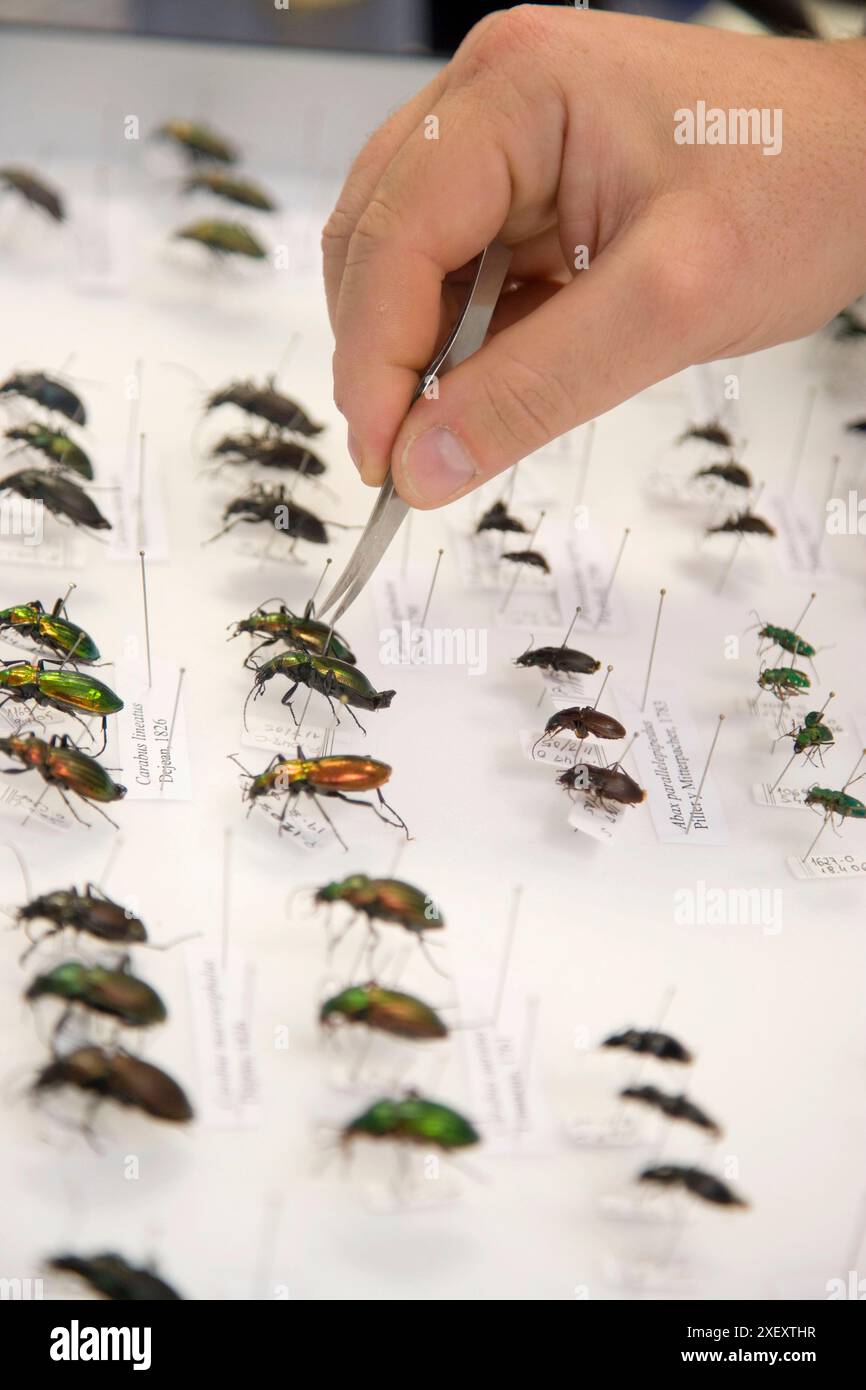 Identification of forest beetles (Coleoptera Carabidae), Entomology box ...
