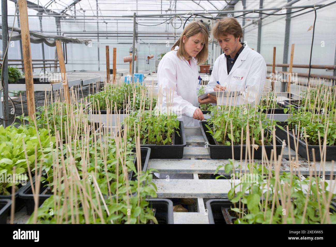 Control of Gernika pepper seedbeds in greenhouse, Departamento de ...
