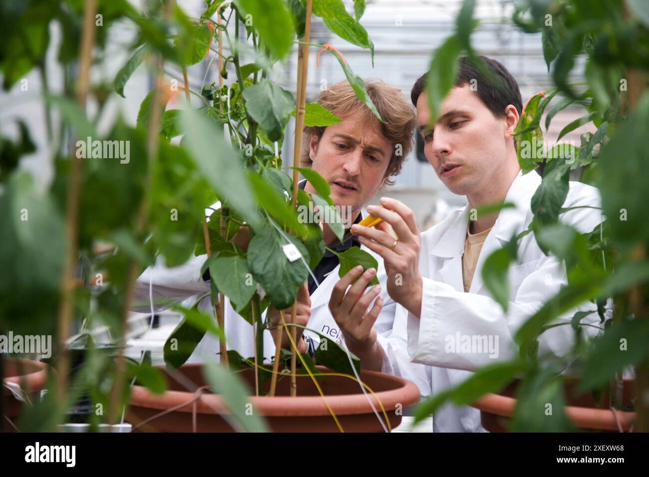 Studying the Gernika pepper physiology in greenhouse, Departamento de ...