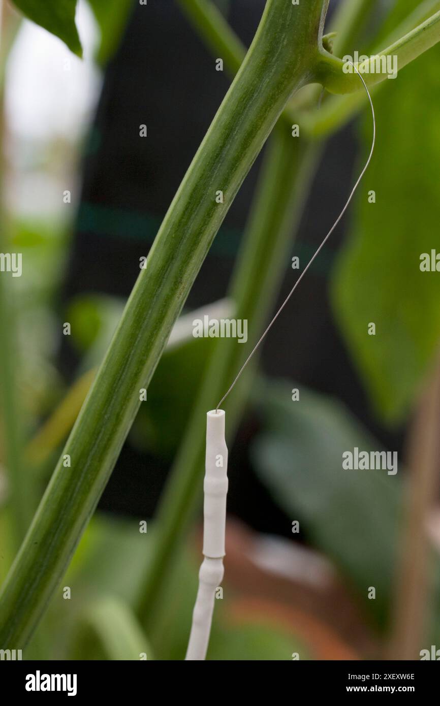 Probe inserted in petiole to study the vascular continuity of Gernika ...