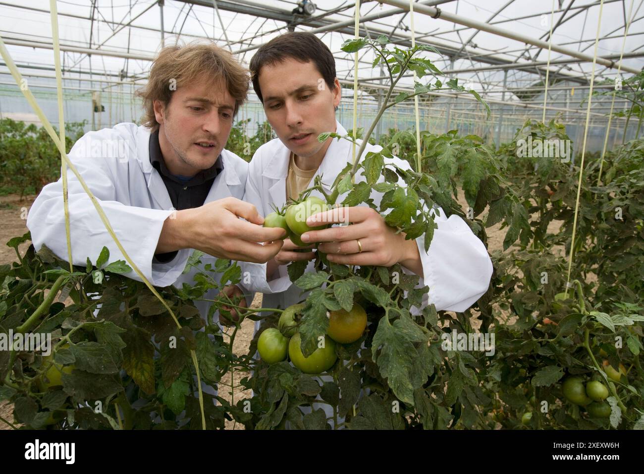 Evaluation of tomato quality in greenhouse, Departamento de Producción ...
