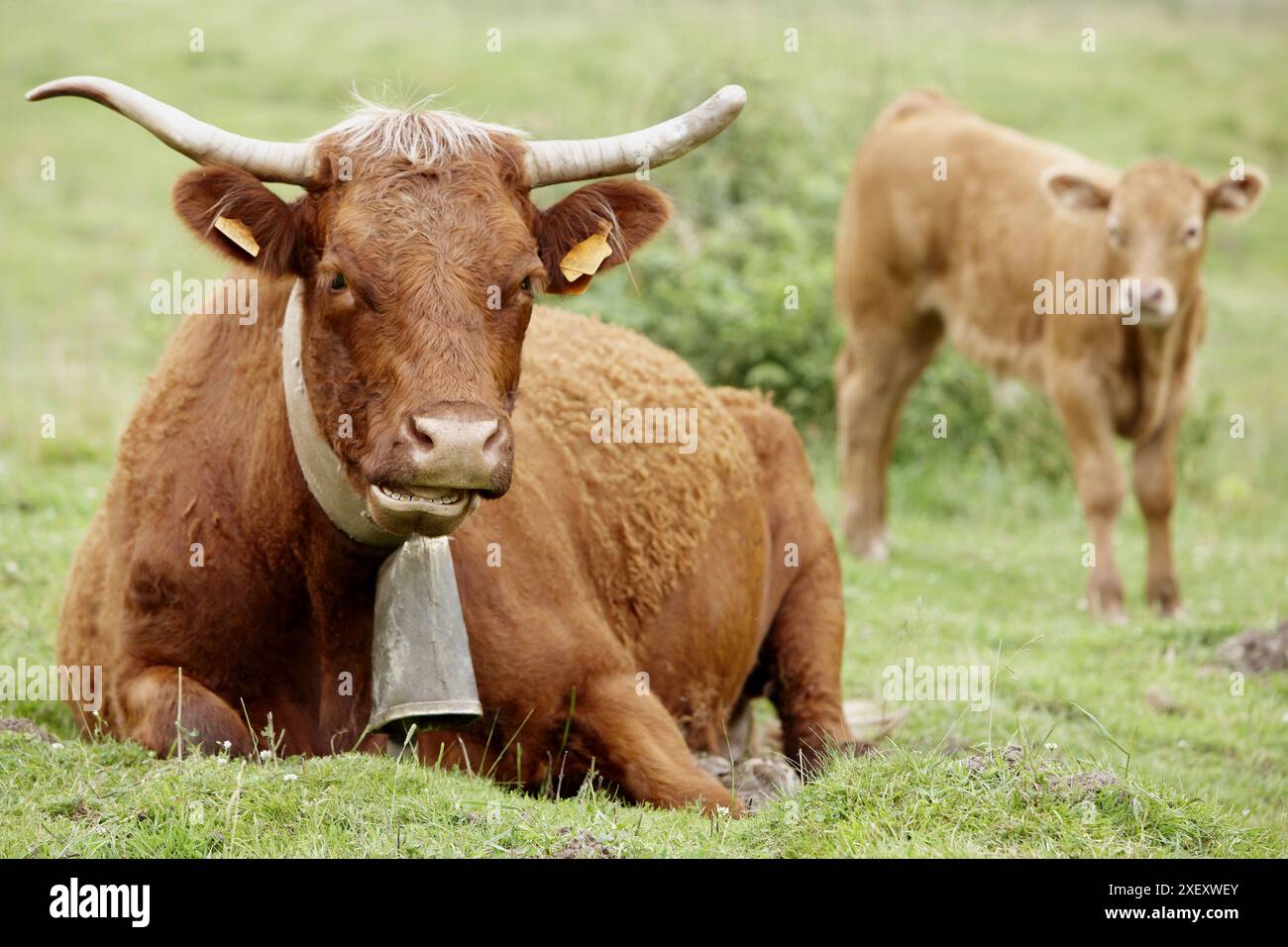 Pyrenean cow hi-res stock photography and images - Alamy