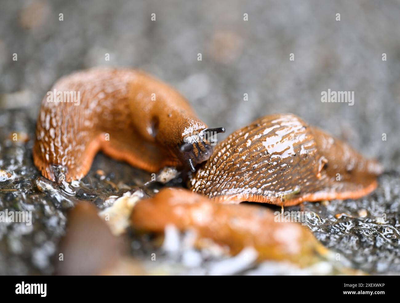 Cologne, Germany. 30th June, 2024. Slugs and snails feast on raindrops ...