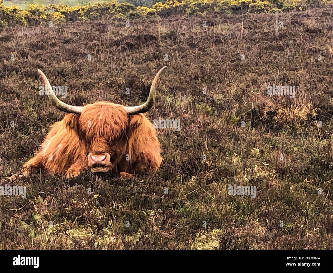 New forest highland cow hi-res stock photography and images - Alamy