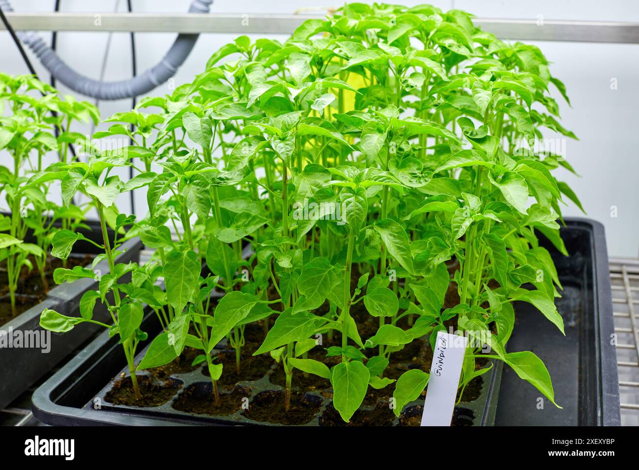 Chilli Plants, In-vitro culture chamber, Forest and environmental ...