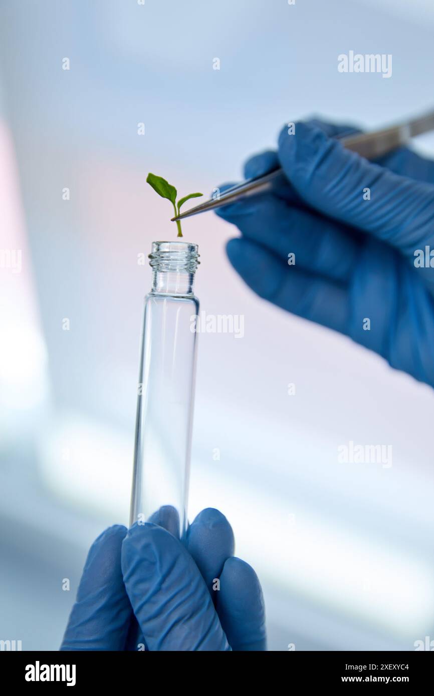 Plant in test tube, Chemical Laboratory, Agricultural and environmental ...