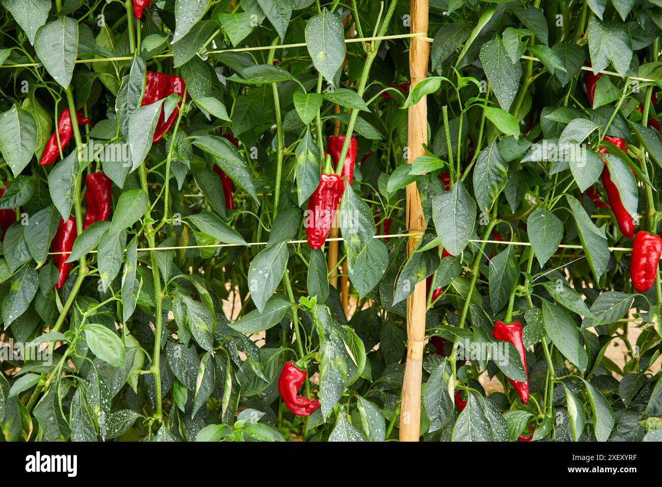 Greenhouse pepper cultivation, Institute for Agricultural Research and ...