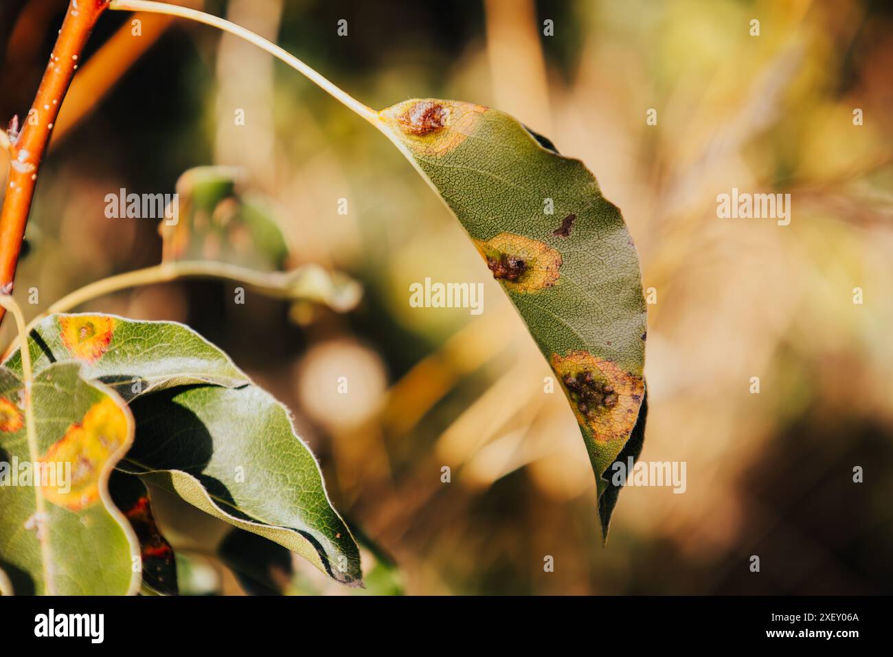 Disease of pear trees in autumn. Damage Fruit tree. Sick leaf of fungal ...