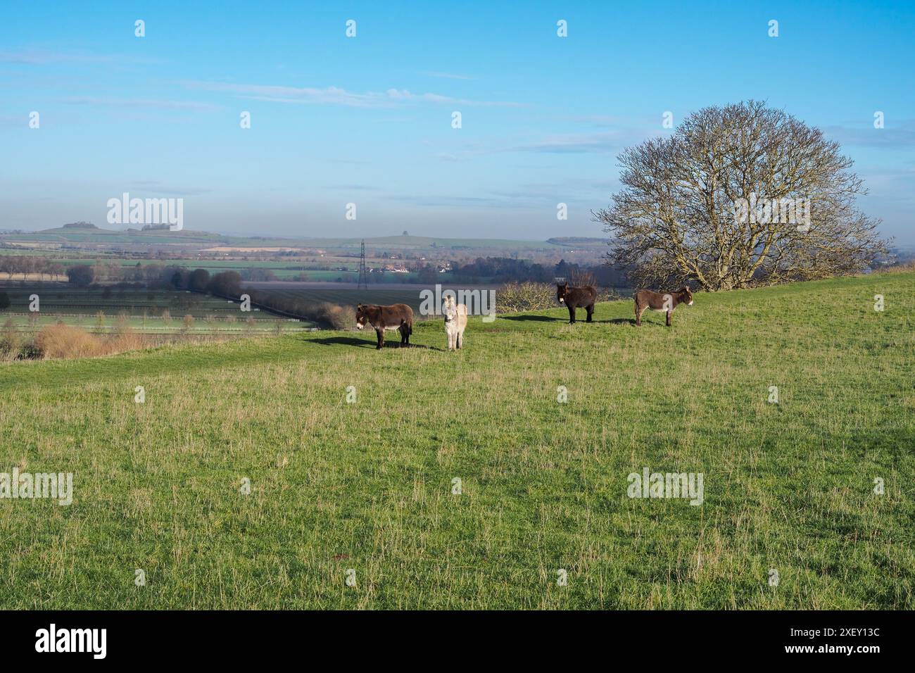 Donkeys at top of Blewburton Hill with Wittenham Clumps behind ...