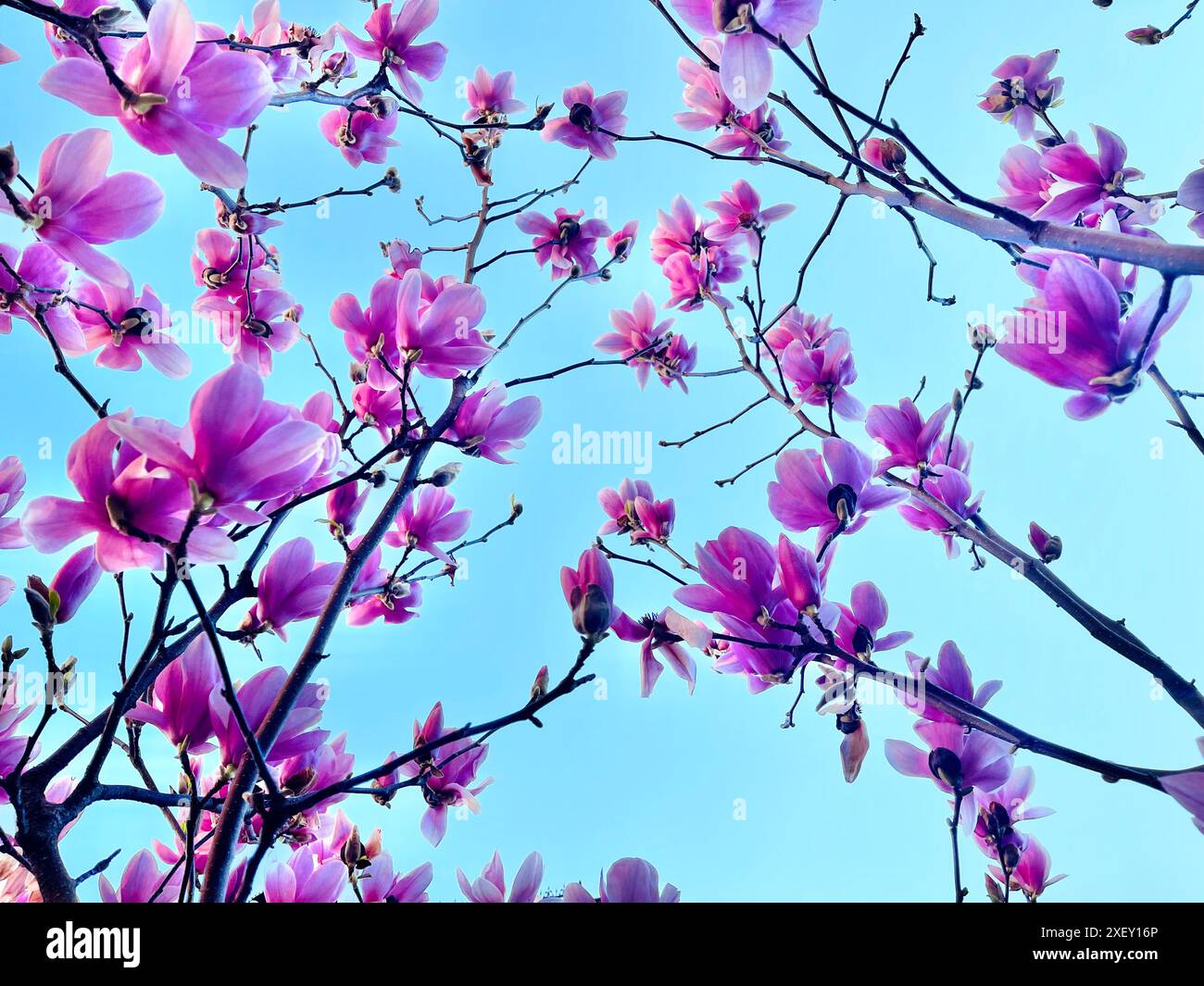 Magnolia flower georgia hi-res stock photography and images - Alamy