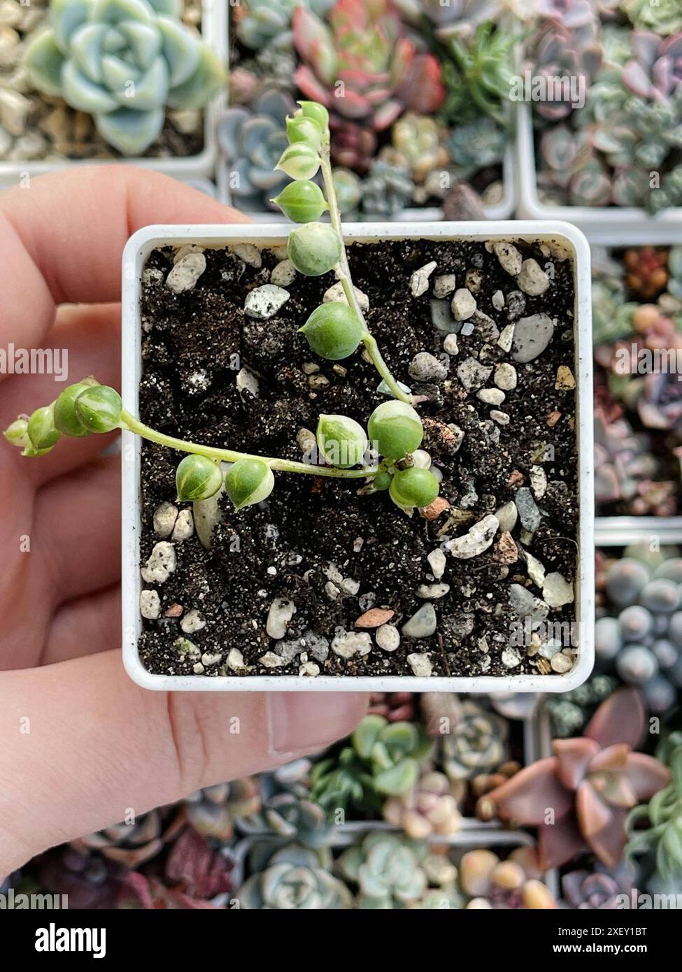 Senecio Rowleyanus Variegata. Succulent Echeveria Plant Flower Rosette ...