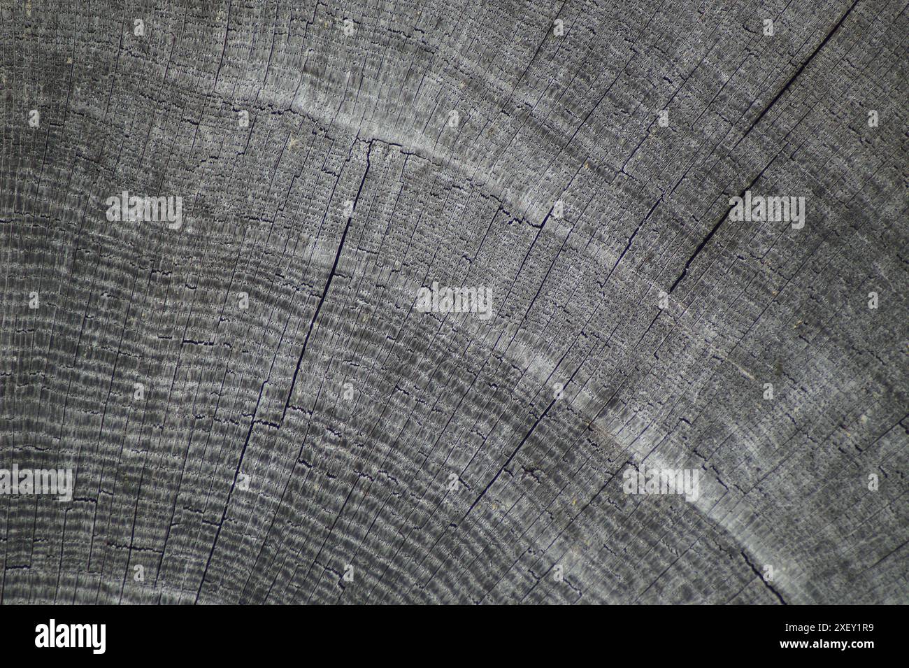 fine wood structure of a tree slice, background, cross-section, wood ...