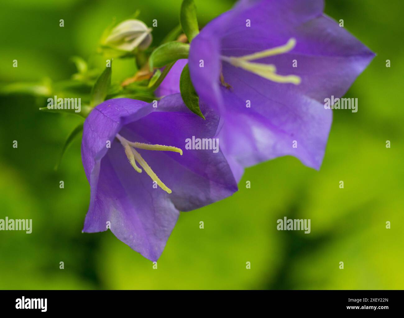 Natural science flowers grass hi-res stock photography and images - Alamy