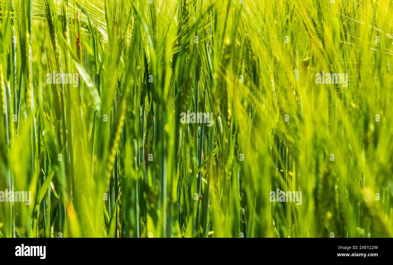 Agricultural barley hi-res stock photography and images - Alamy