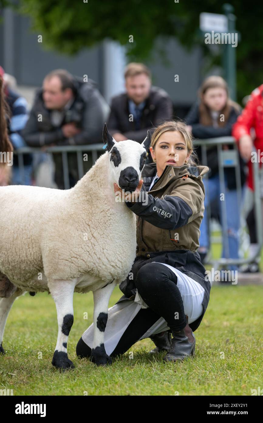Farmers showing sheep ar the Royal Three Counties Show held at Malvern ...