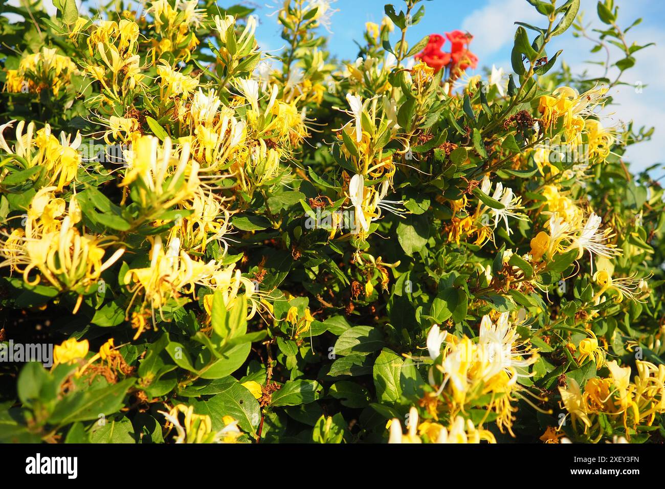 Lonicera japonica, Japanese honeysuckle and golden-and-silver ...