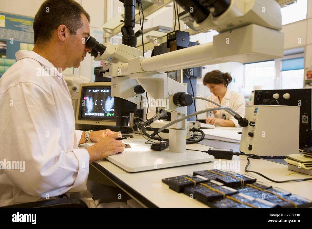 Fishing biology laboratory. Polishing and reading of otoliths and ...