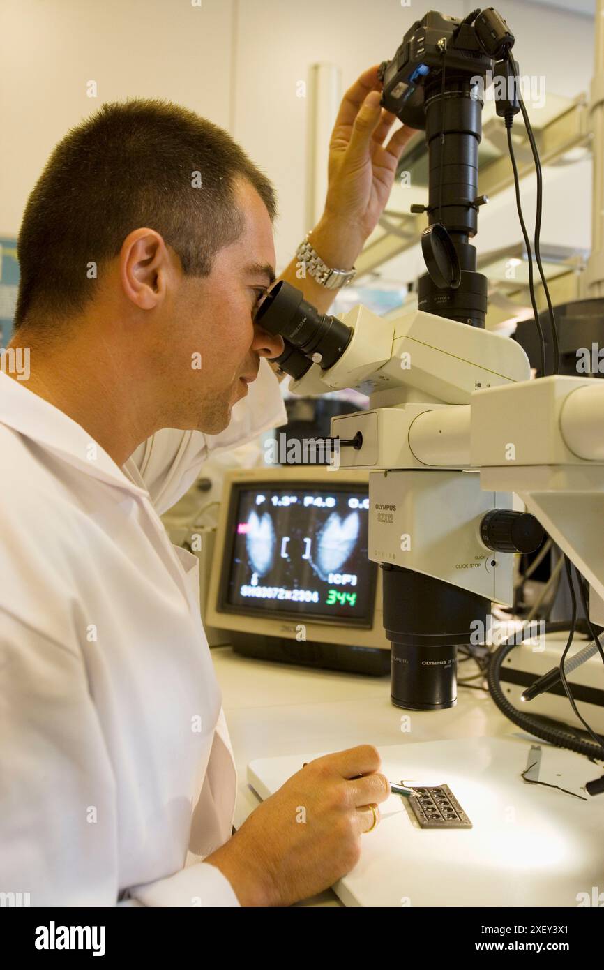 Fishing biology laboratory. Polishing and reading of otoliths and ...