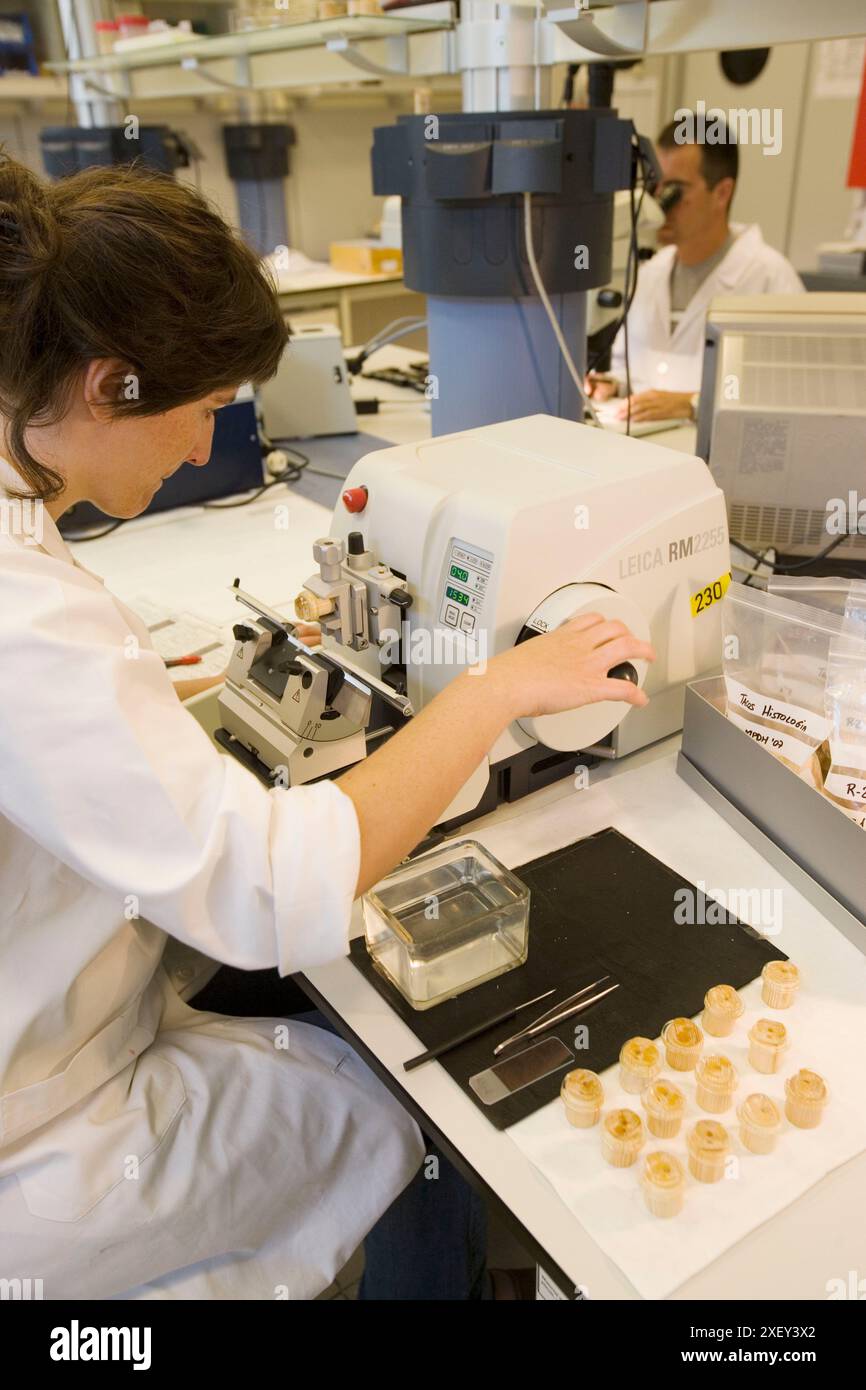 Microtome, Fishing biology laboratory. Polishing and reading of ...