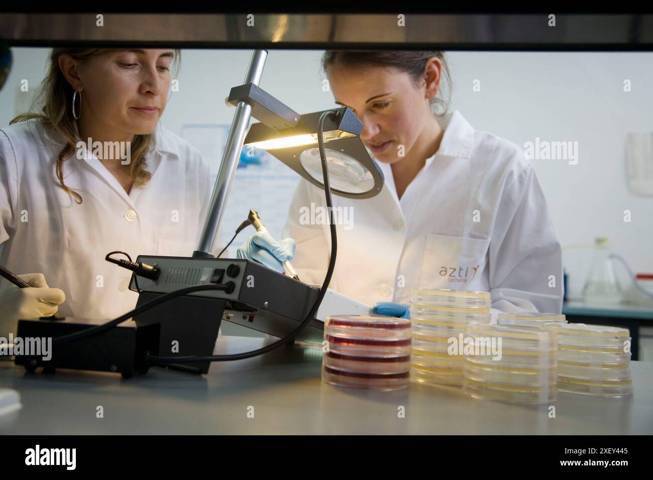 Microbiology laboratory. Microbiological tests of food. Bacteries count ...