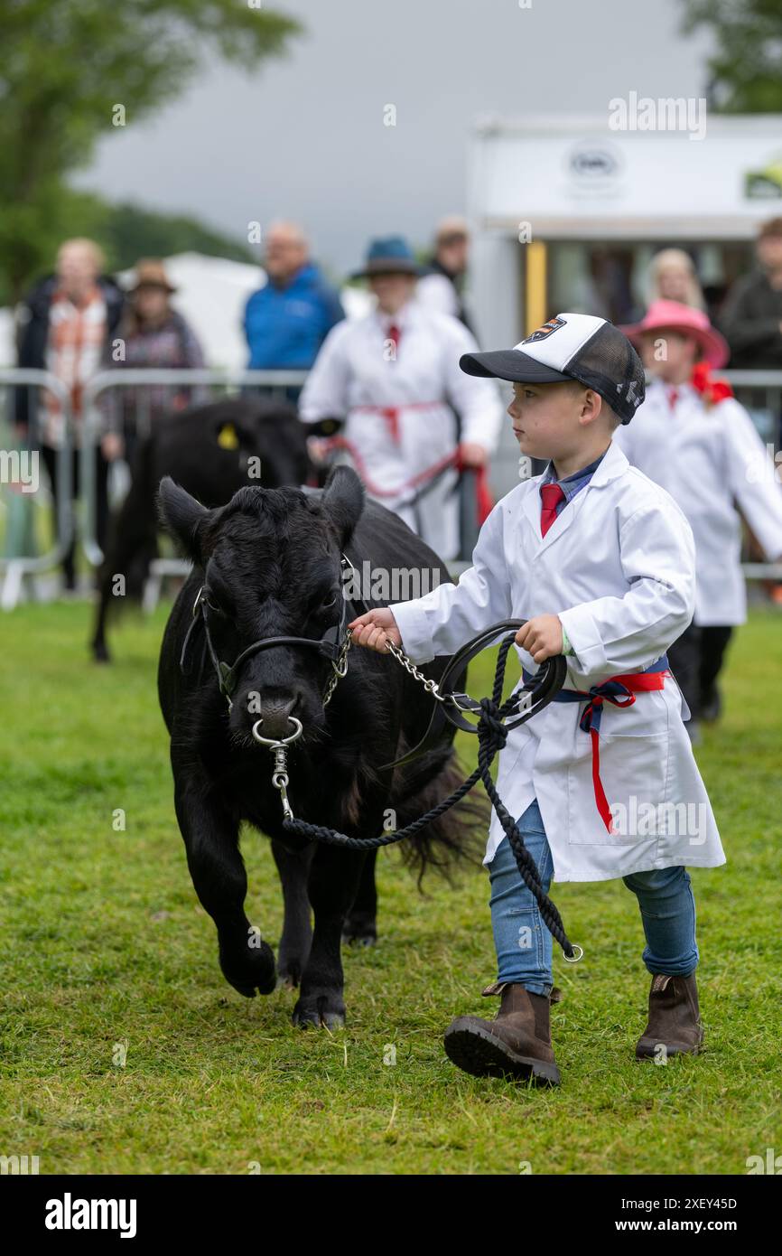 Young boy showing his Dexter cows at the Three Counties Show, Malvern ...
