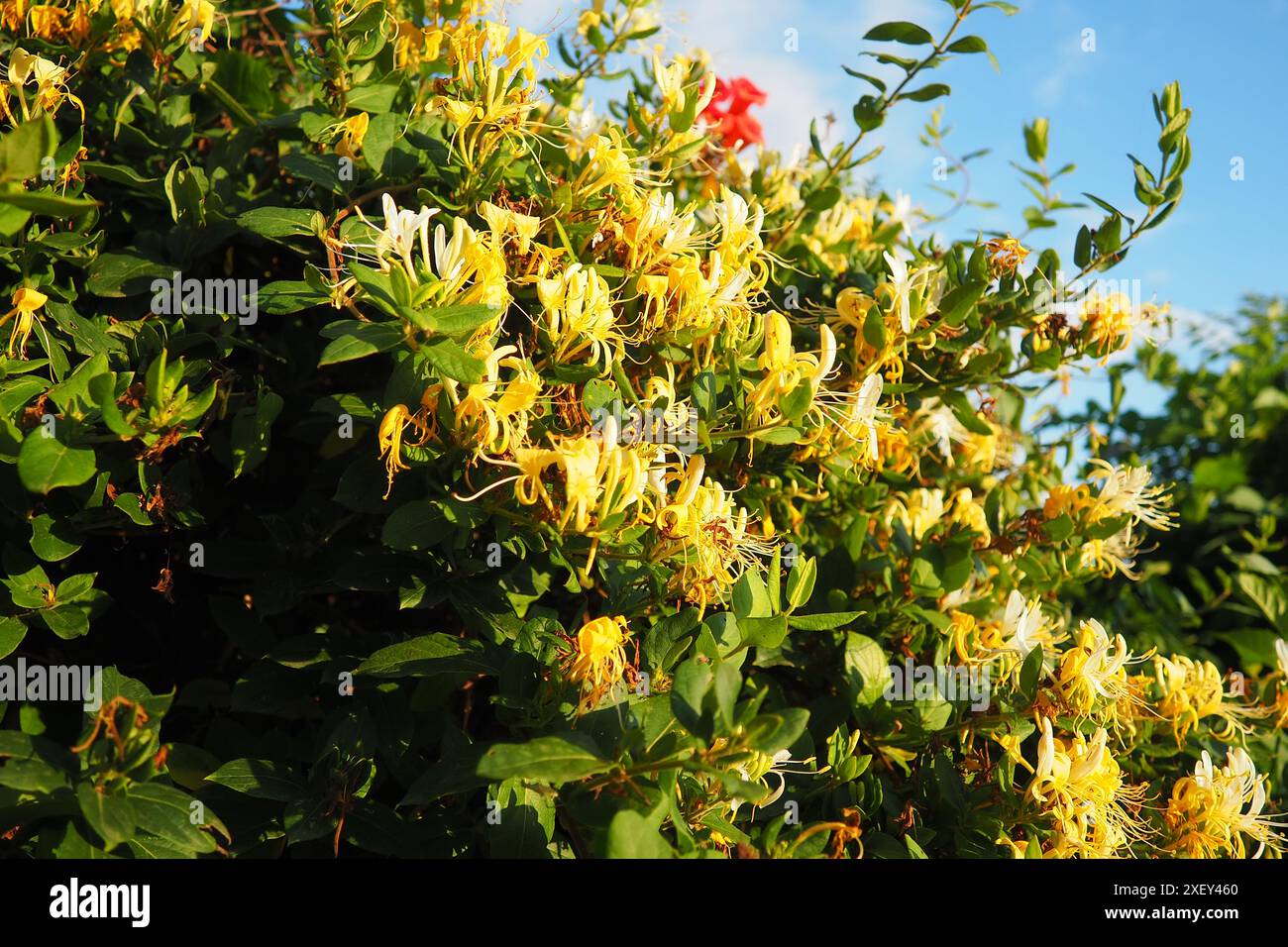 Lonicera japonica, Japanese honeysuckle and golden-and-silver ...
