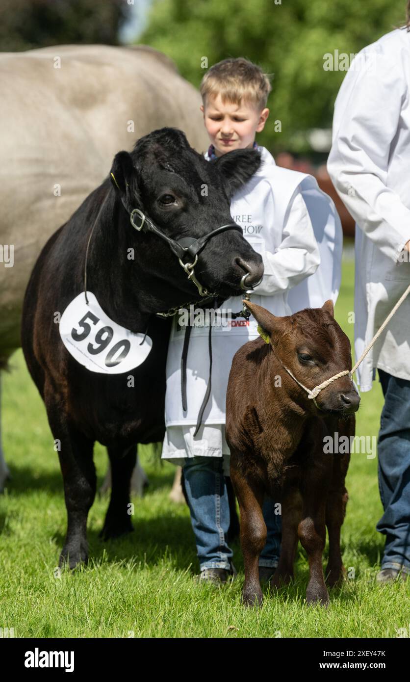 Young boy showing his Dexter cows at the Three Counties Show, Malvern, UK. 2024 Stock Photo - Alamy