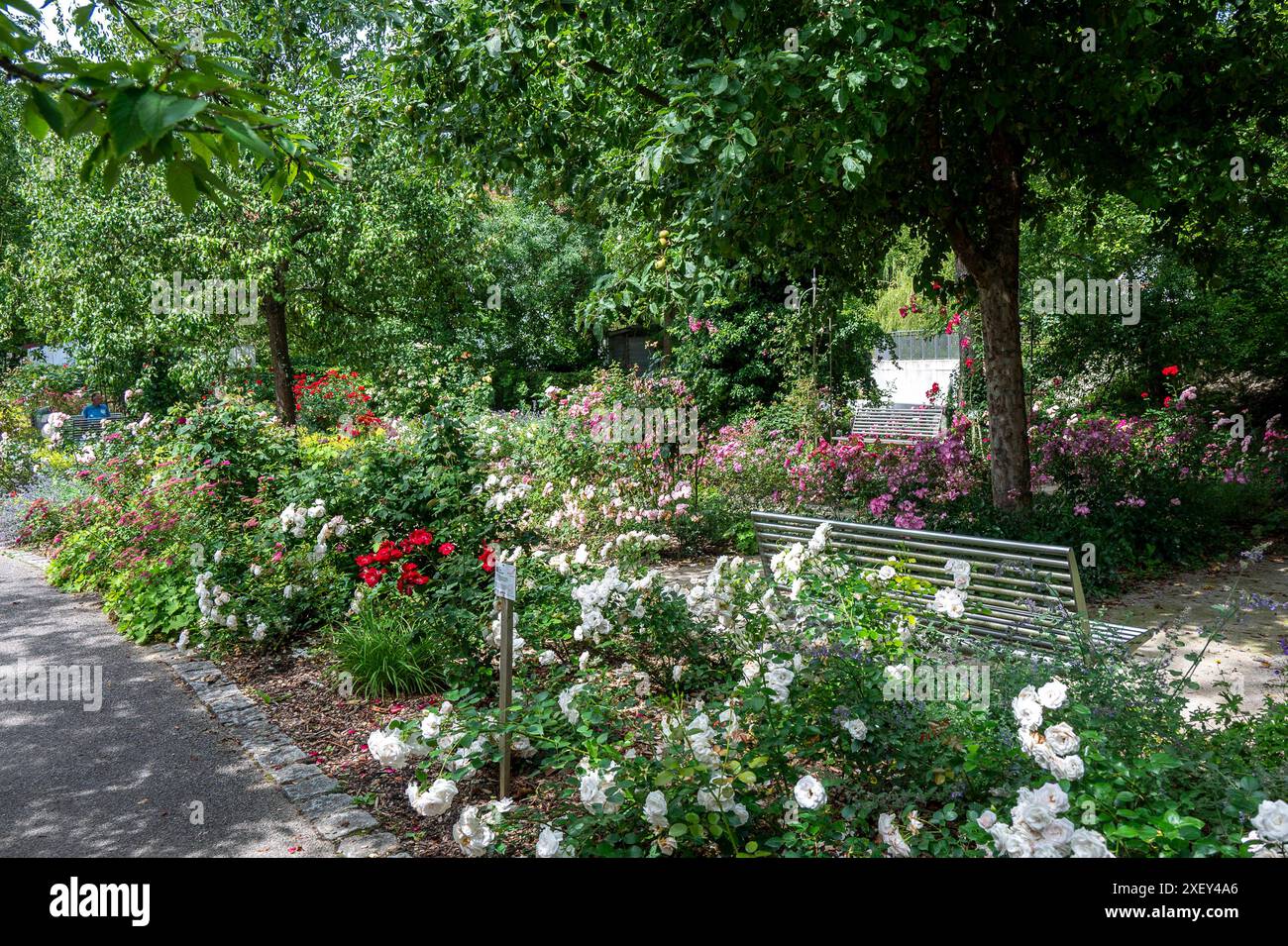 Freising, der Rosengarten mit verschiedenen Rosensorten *** Freising ...