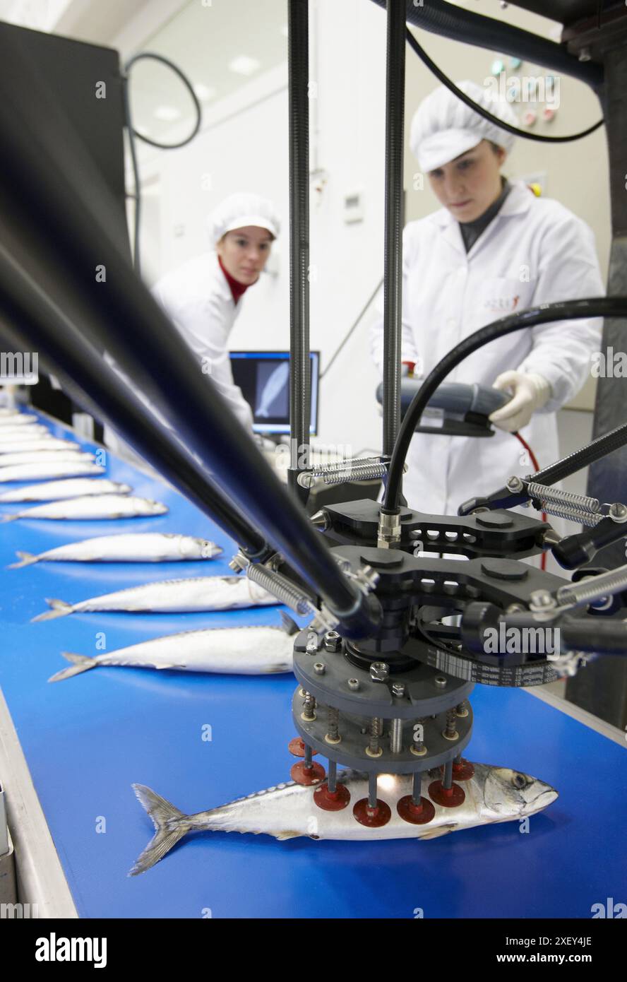 Researchers working on food classification robot, mackerel, pilot plant ...