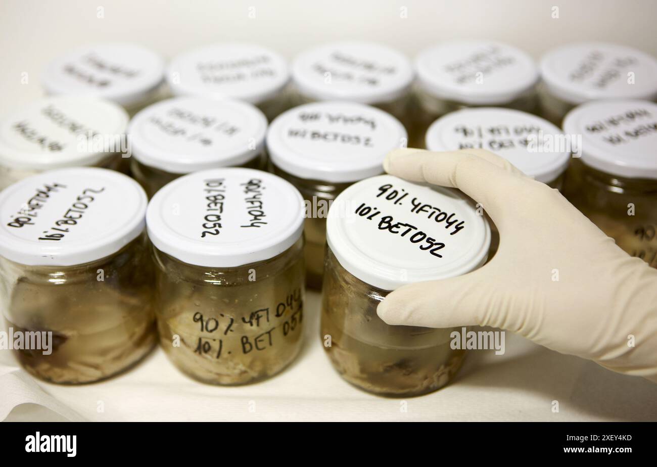 Samples of albacore, pilot plant, AZTI-Tecnalia, Technology Centre for ...