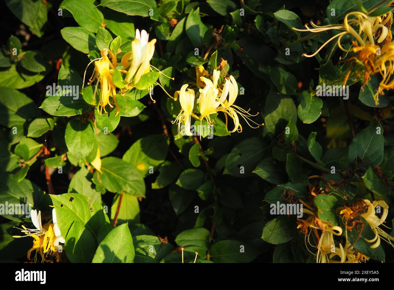 Lonicera japonica, Japanese honeysuckle and golden-and-silver ...