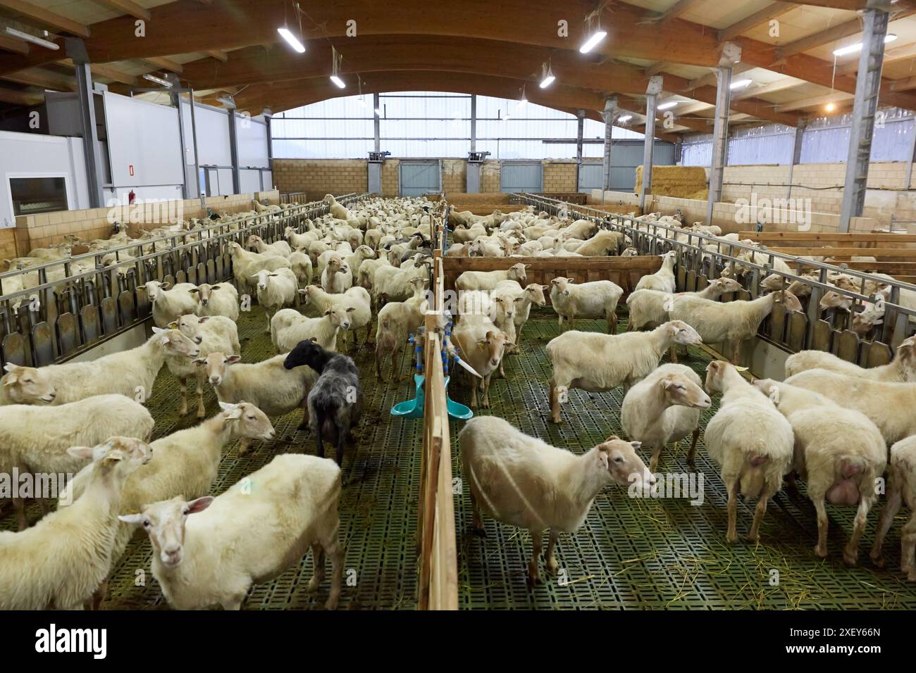 Sheep farm Latxa breed Gomiztegi Baserria, Arantzazu, OÒati, Gipuzkoa ...