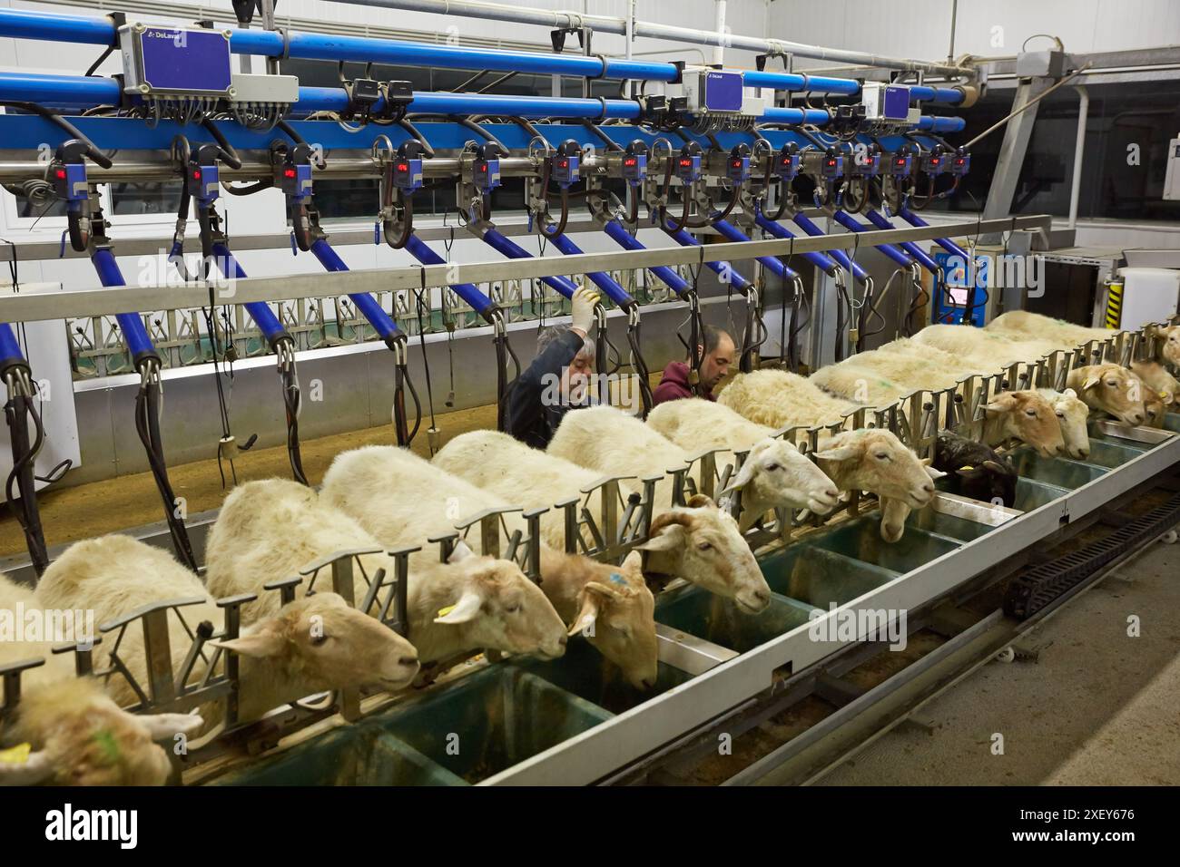 Milking sheep Dairy sheep being milked at a farm The farmers are ...