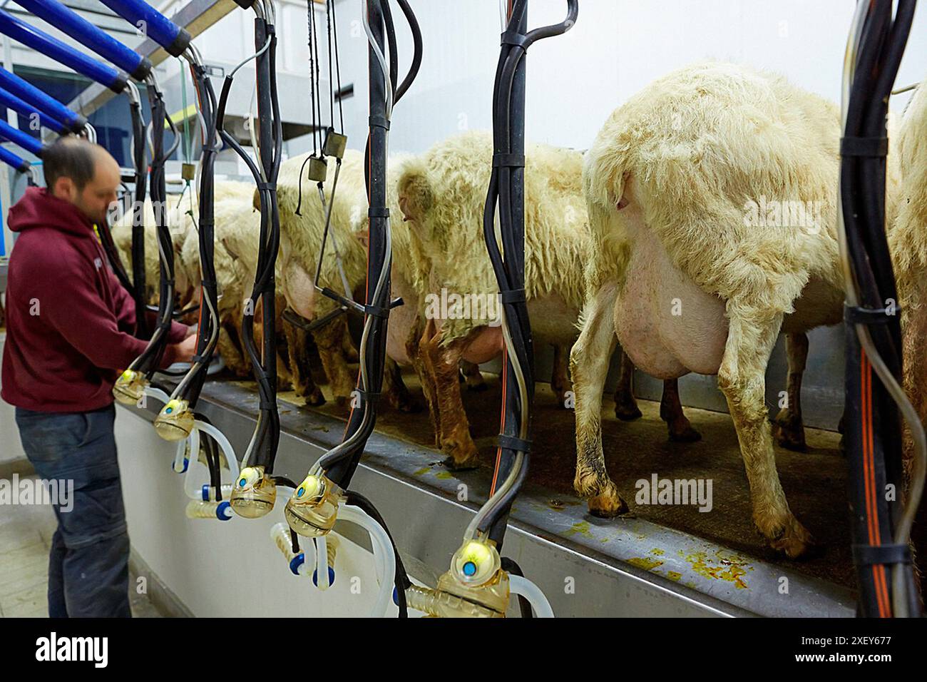 Milking sheep Dairy sheep being milked at a farm The farmers are ...