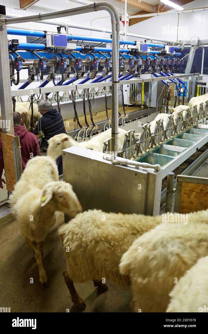 Milking sheep Dairy sheep being milked at a farm The farmers are ...