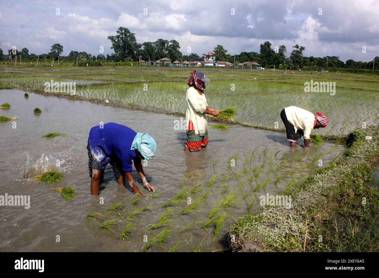 Siliguri, West Bengal, INDIA. 30th June, 2024. Women farmers plant rice ...